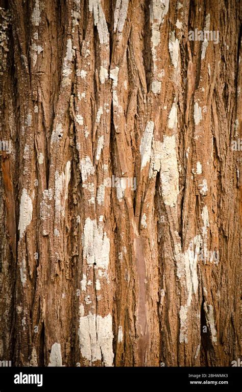 Textures Of Tree Is Pattern Stock Photo Alamy