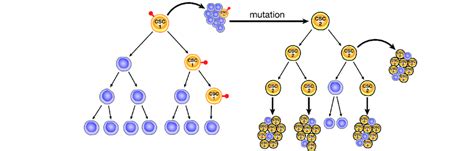Clonal Succession During Tumor Progression Can Create A Dominant Clone