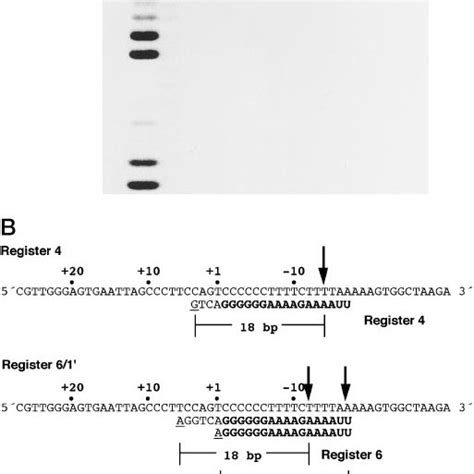 RNA DNA Primer Template Combination Used To Study Early Events During Download Scientific