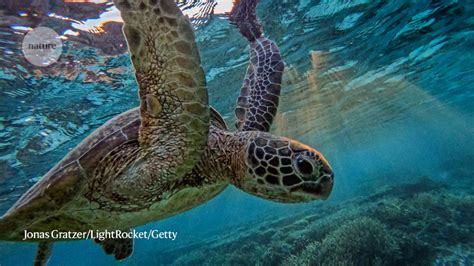 Accounting For Sex And Gender Makes For Better Science