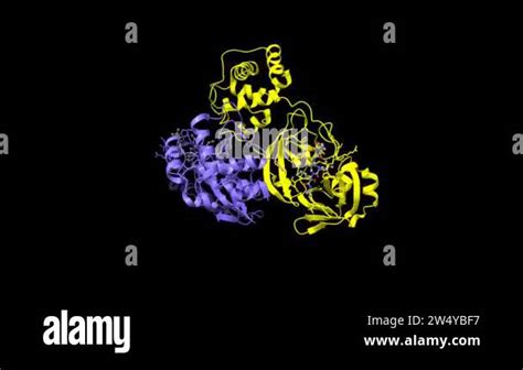 Structure Of Sars Cov 2 Main Protease Dimer Interacting With Antiviral