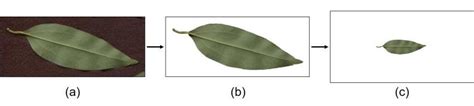 Leaf Segmentation Process A Individual Leaf Image With Background Download Scientific