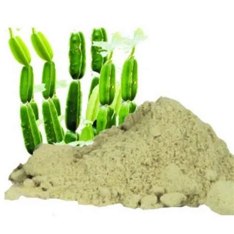 Cissus Quadrangularis Stem Extract Packaging Type Pp Bag Packaging Size 25 Kg At Best Price
