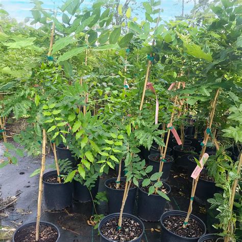 Purple Wisteria Trees For Sale