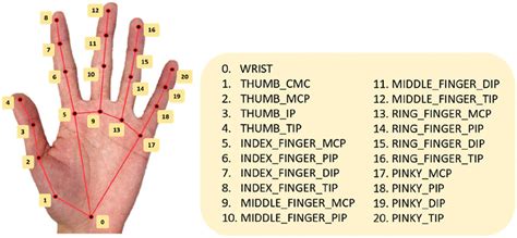 Positions Of 21 Hand Key Points Download Scientific Diagram