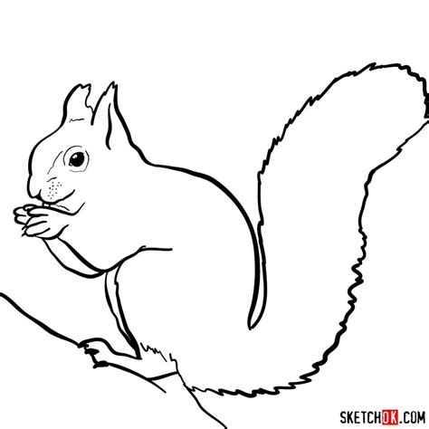 How To Draw A Squirrel