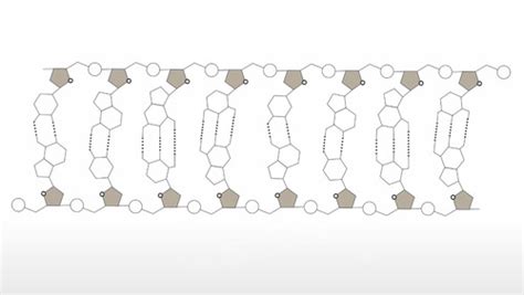 Dna Structure And Replication Flashcards Quizlet