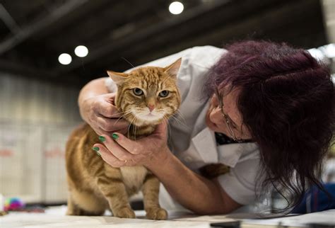 Mutation That Makes Ginger Cats Unique Finally Found The Independent