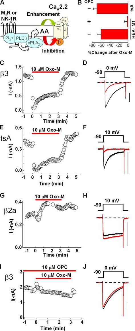 M1r Induced Inhibition Of Recombinant N Current Is Blocked By A Pla2