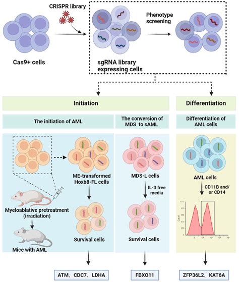 Strategies For Crispr Screens Of Aml Initiation And Differentiation Download Scientific