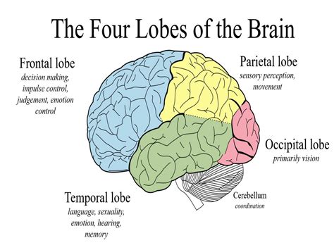 SOLUTION: Functions of brain - Studypool