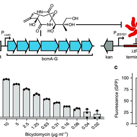 A Genetically Encoded Sensor For Bcm Bioactivity A Schematic Download Scientific Diagram