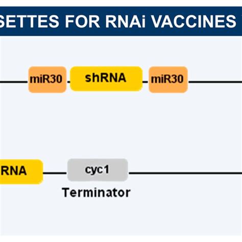 Main Elements Present In Expression Vectors For Rnai Delivery A Download Scientific Diagram