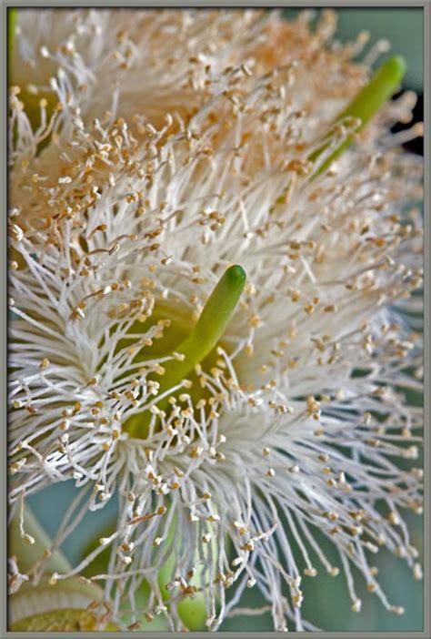 A Close Up View Of The Eucalyptus Tree Flowers