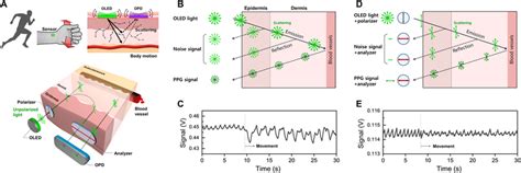 Principle Of Motion Noise Suppression Using A Stretchable Ppg Sensor Download Scientific