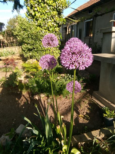 Декоративен лук - Алиум / Allium sp. - Страница 19 - Форум HobbyKafe.com