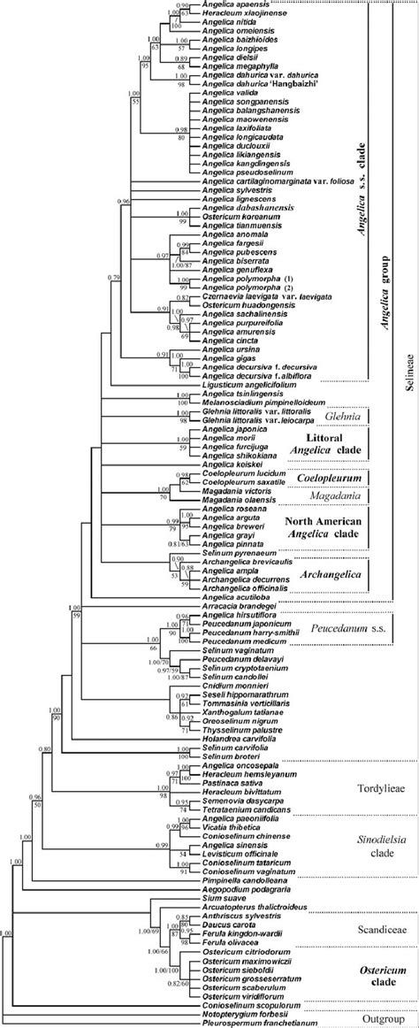 majority rule consensus tree retrieved by bayesian inference analysis