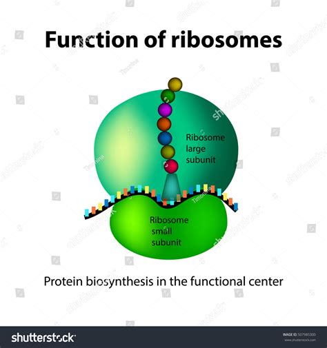 Structure Ribosome Functions Infographics Vector Illustration Stock Vector Royalty Free
