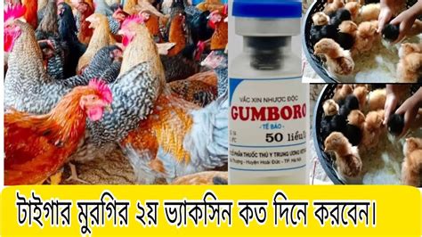টাইগার মুরগির গামবোরা ভ্যাকসিন কিভাবে করবেনবিস্তারিত Youtube