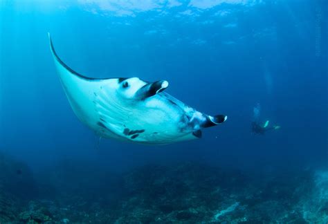 Manta Rays In Paradise