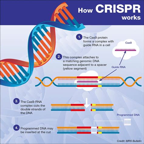 Gene Editing What Is CRISPR Cas Clear IAS
