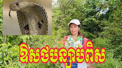 ទេសភាពរុក្ខជាតិឱសថក្នុងព្រៃ Youtube