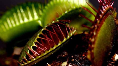 Carnivorous Plant The Plant That Can Bite Cgtn