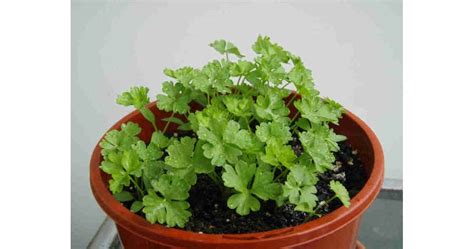 Сеитба на магданоз Български Фермер