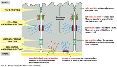 Bio 331 Chapter 19 Cell Junctions And The Extracellular Matrix Flashcards Quizlet