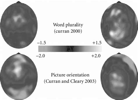 2 Topographical Comparison Of The Fn400 Familiarity Effect With The Download Scientific Diagram