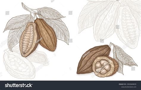 Thousand Cocoa Art Sketch Royalty Free Images Stock Photos Pictures Shutterstock