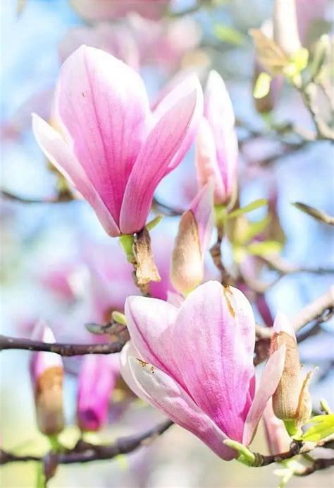 Top 5 Best Small Trees With Non Invasive Roots