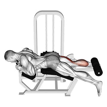 15 Best Hamstring Exercises A Complete Workout Guide