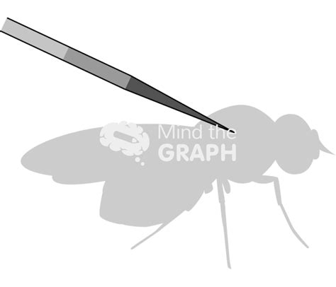 Intrathoracic Injection Drosophila Shape