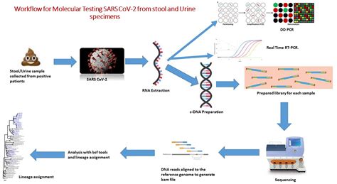 Frontiers Evaluation Of Droplet Digital Qrt Pcr Dd Qrt Pcr For