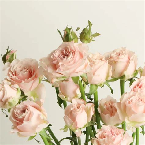 러브스토리 장미 꽃말과 특징 Lovestory 꽃도감