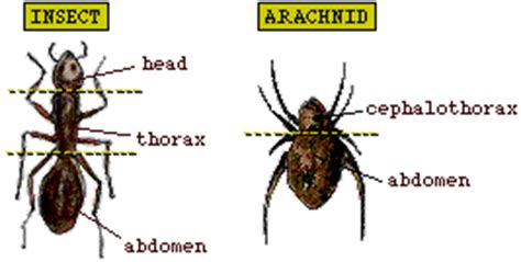 Is Spider An Insect Why Spiders Are Not Insects KnowYourScience