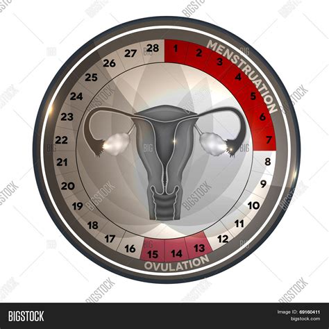 Ovulation Cycle Calendar