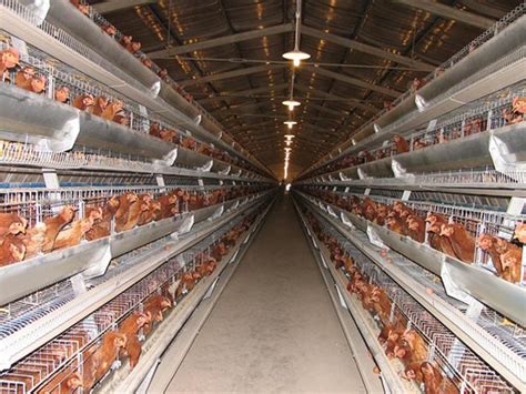 The Role Of Agricultural Temperature And Humidity Sensors In Smart Agriculture