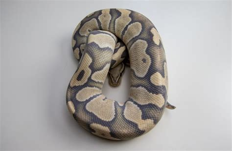 Ball Python Shedding Behaviour MyPetCareJoy