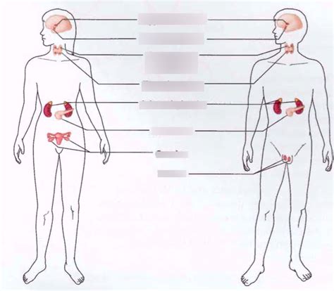 Endocrine System Diagram Quizlet Endocrine System Diagram Quizlet