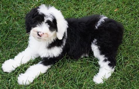 Sheepadoodle Dog Breed Information And Characteristics Animal Names