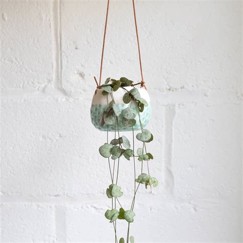 Jual Tanaman Sukulen String Of Heart Tanaman Sukulen Gantung Shopee