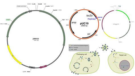 Post Transcriptional Modification Definition Types Process Importance Biology Notes Online