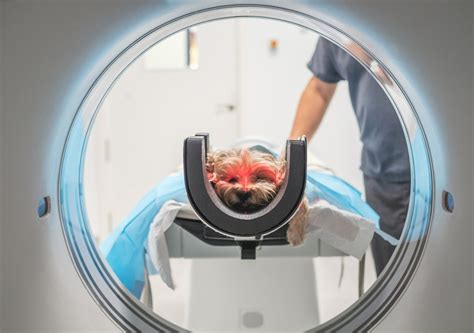 How Long Does A PET Scan Take Petsmartgo