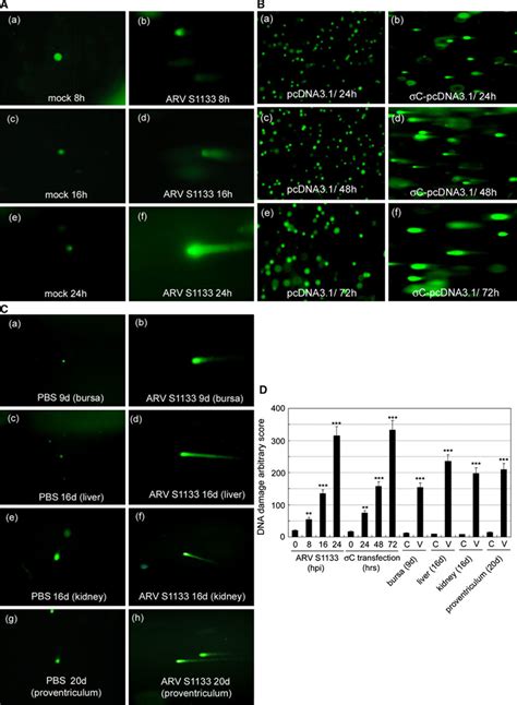 Comet Assay Analysis Software At Rachel Wand Blog