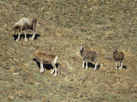 УЛСЫН ХИЛ ОРЧМЫН АРГАЛЬ ХОНИНЫ ТООЛЛОГО ЭХЭЛЛЭЭ ТАС МН
