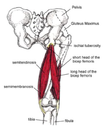Hamstring Mobility