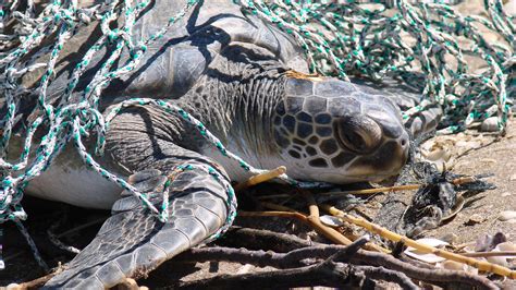 El 90 De La Fauna Marina Asistida Durante 2018 Fue Afectada