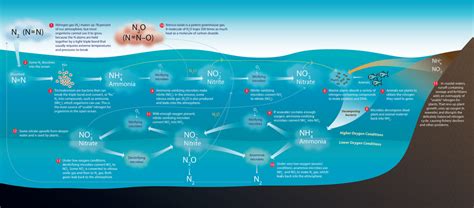 Nitrogen Cycle With Imbedded Callouts Captions Woods Hole